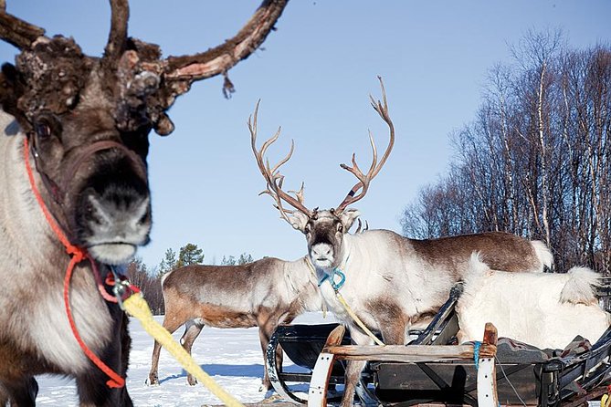 Wild Reindeers Safari + Lunch in Glass Igloo (private service)