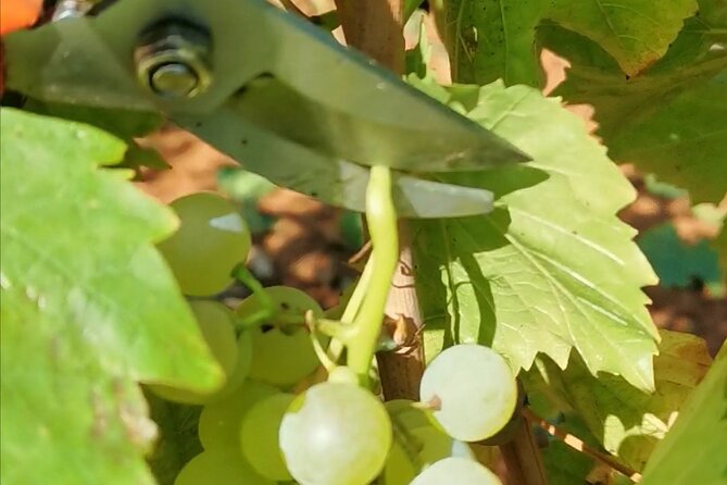 Wine Tasting Experience at the organic winery in ian