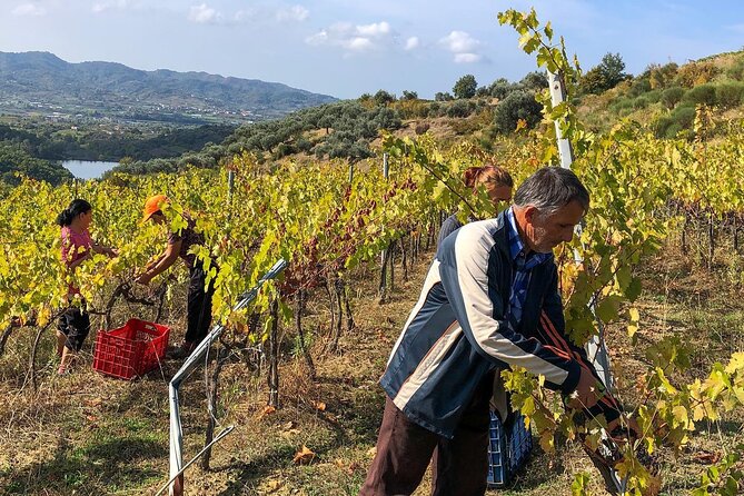 Wine Tasting & Vineyards Escape near Tirana