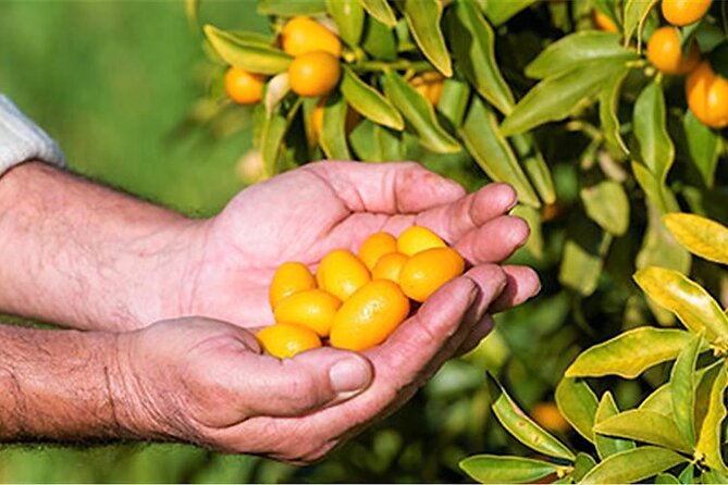 A delightful food tour of the unique local products of Corfu. - Considerations and Tips