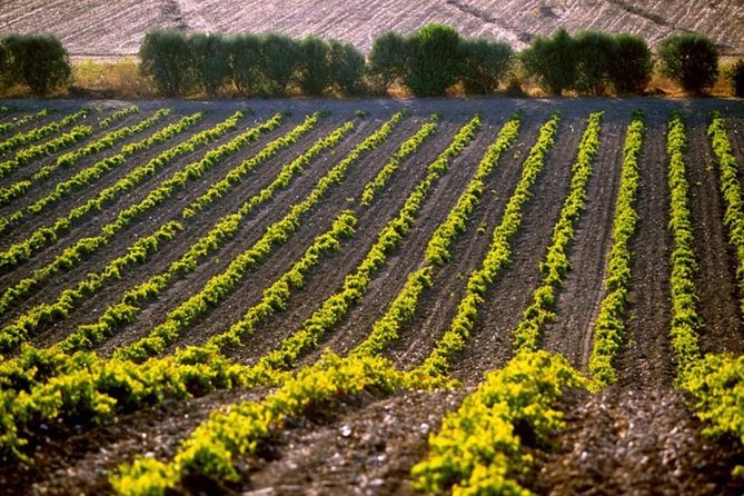 Cagliari: Wine and Cheese Tasting Private Experience - What Could Be Better?
