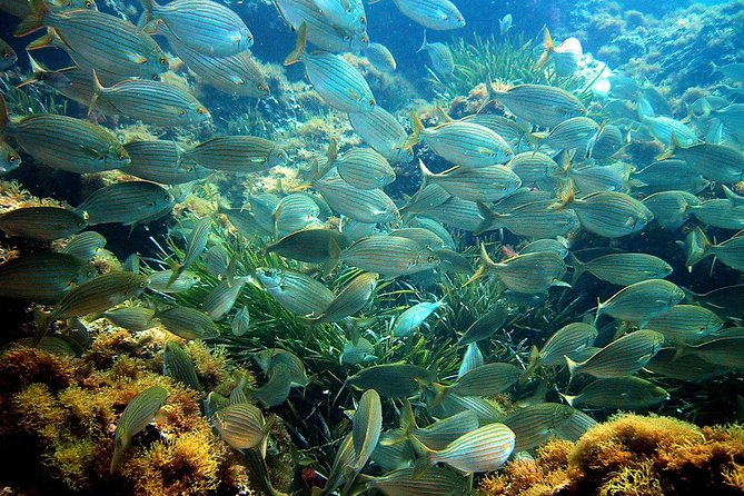 French Riviera Villefranche Bay Snorkeling Tour from Nice - Group Size, Duration, and Price