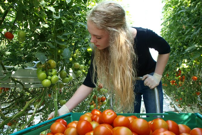 Golden Circle Tales, Tomato Farm & Kerid! Small Group Adventure - The Sum Up: Is This Tour Right for You?