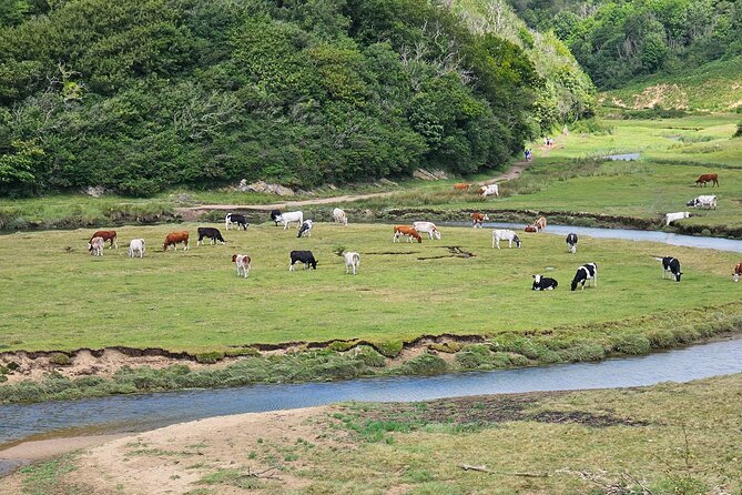 Three Cliffs Bay Circular Walk Gower Peninsula - Who Should Book This Tour?