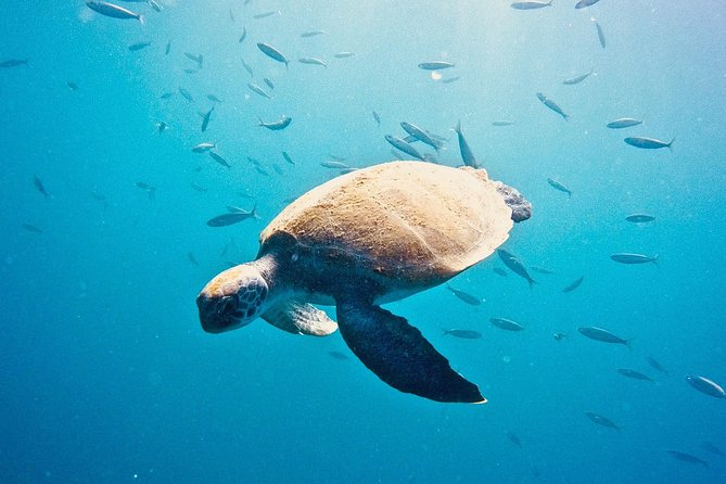 TRY SCUBA DIVING with a Dedicated Instructor - Real Travelers’ Insights and Praises