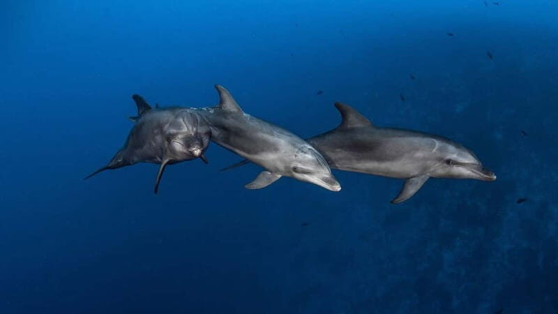 3h Whale Watching Private Tour Costa Adeje Lina7 Mizendoha