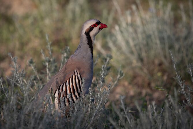 Full-Day Private Wilderness Tour in Vashlovani National Park - FAQ
