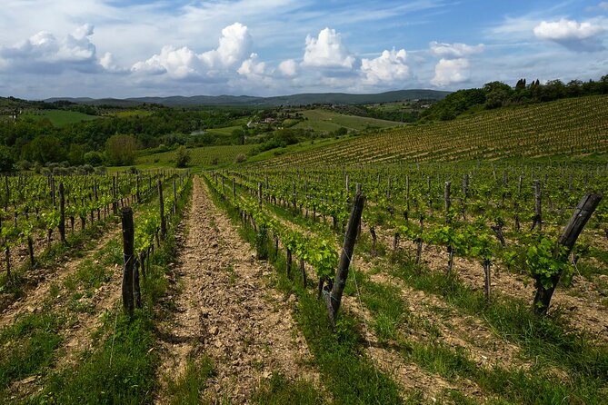 Guided Winery Tour and Wine Tasting in Siena - Who Will Love This Tour?