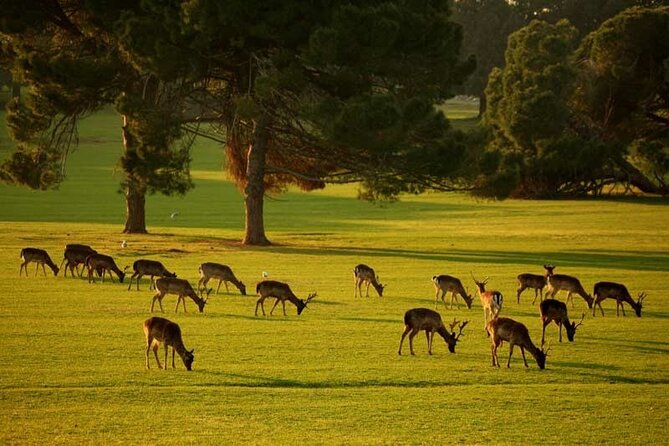 Sun , Sea & Savor : National Park Brijuni Cruise & Lost Bay beach - The Sum Up: Who Will Love This Cruise?