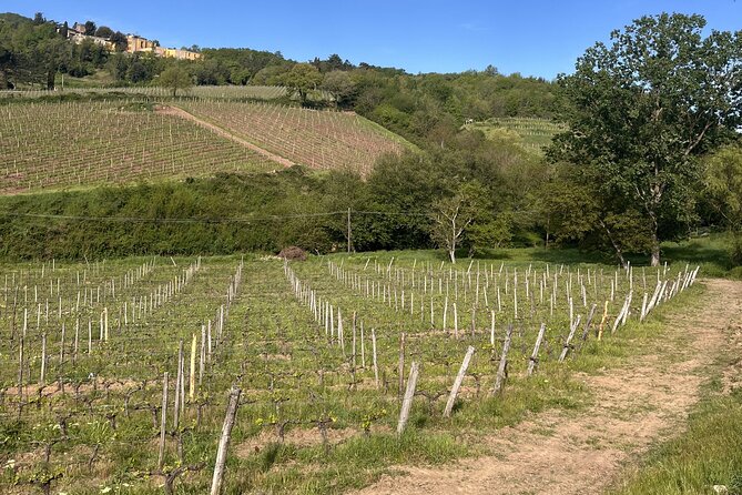 Tasting in a Tuscan Vineyard with transfer from Pisa - Who Will Love This Tour?