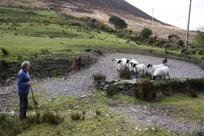 Best Ring of Kerry Tour ex Killarney inc Killarney National Park - The Sum Up: Who Benefits Most?