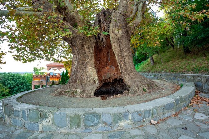 Kakheti's Cultural Tapestry with Wine, History & Charm Tour - FAQ