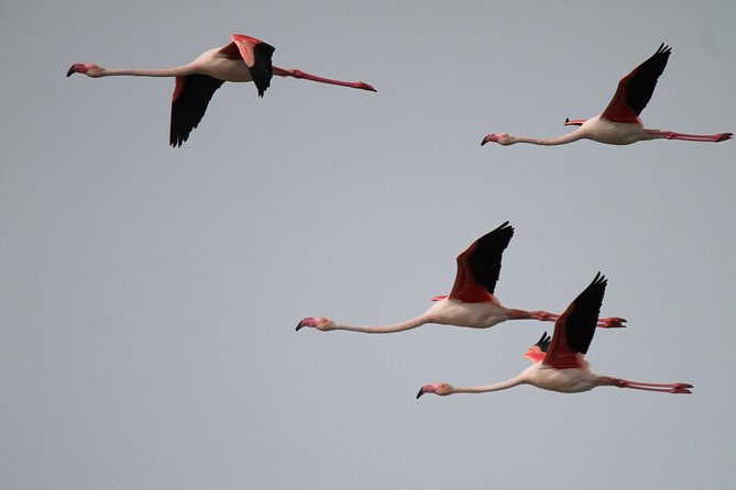 Camargue 4x4 Safari 2 hours Saintes Maries de la Mer - Is This Tour Right for You?