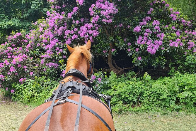 Horse drawn carriage ride york - Final Thoughts