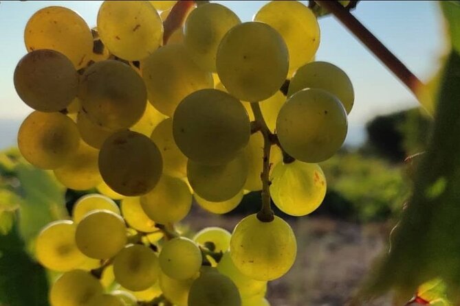 LUXURY PRIVATE Wine Tasting in CRETE (also for CRUISE SHIPS) - Final Thoughts