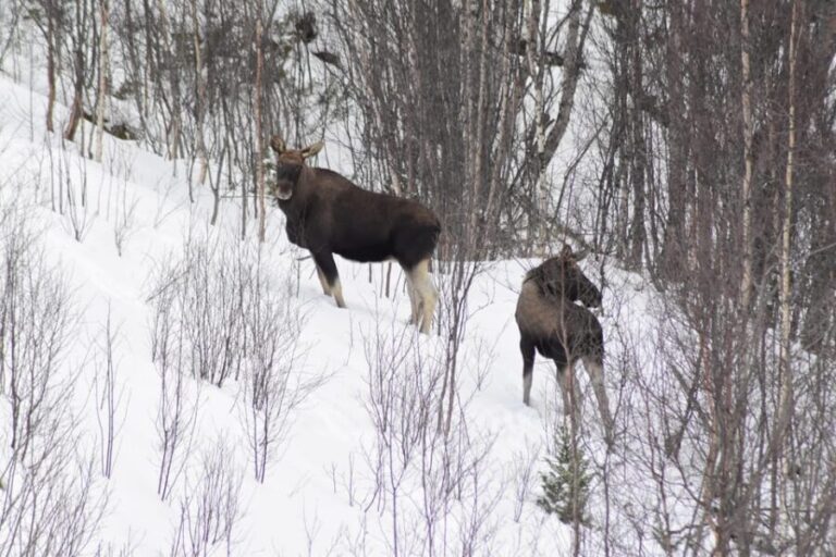 Abisko: Snowmobile Sightseeing Tour - Who Will Love This Tour?