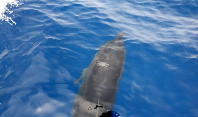 Agia Galini: South Crete Sailing Trip with Optional Lunch - Who Will Love This Tour?