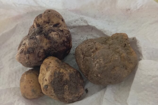 Alba Truffle Hunting, Barolo and Barbaresco Tasting - Key Points