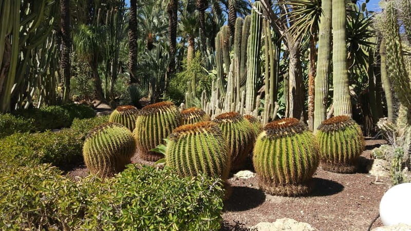 Alicante: UNESCO Heritage Palm grove & Artistic Garden Tour