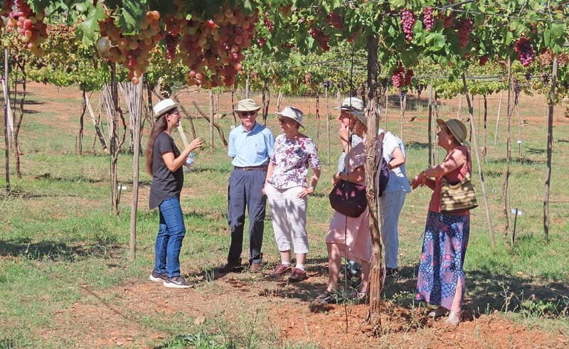 Almería: Wine tour and aperitif from La Alpujarra in Winery