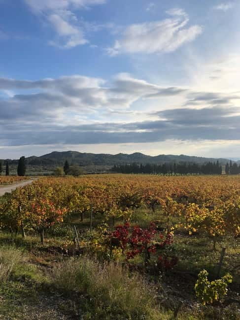 Alpilles: Tours, wine tastings and bistronomic restaurant