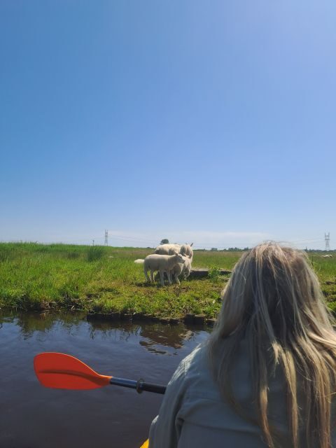 Amsterdam: Countryside Bike and Kayak Guided Tour