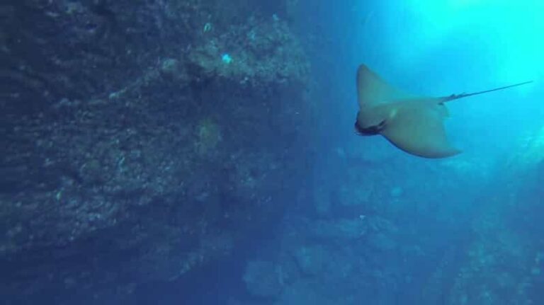 Angra do Heroísmo: Snorkeling Tour by boat - A Closer Look at the Itinerary and Experience