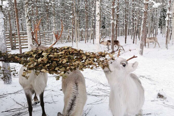Arctic Animals Adventure with Lunch Buffet