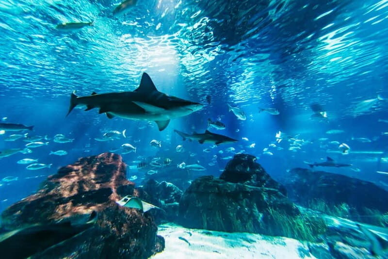 Barcelona Aquarium: Entry Ticket