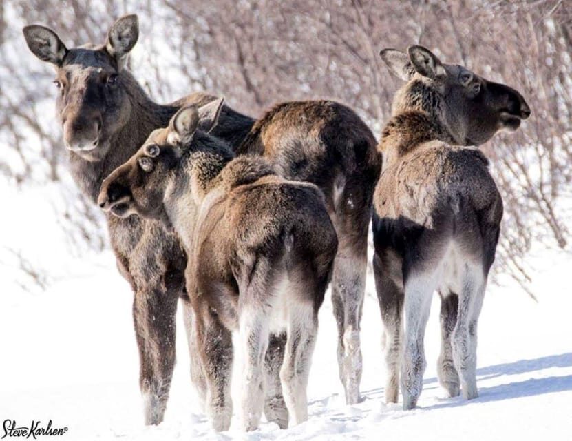 Bardufoss: Wild Moose Safari with Lunch