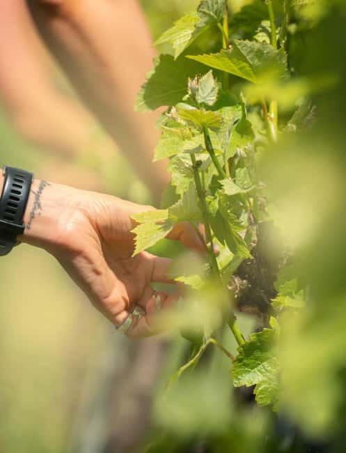 Bath: Vineyard Tour, Wine Tasting, and Music Pairing