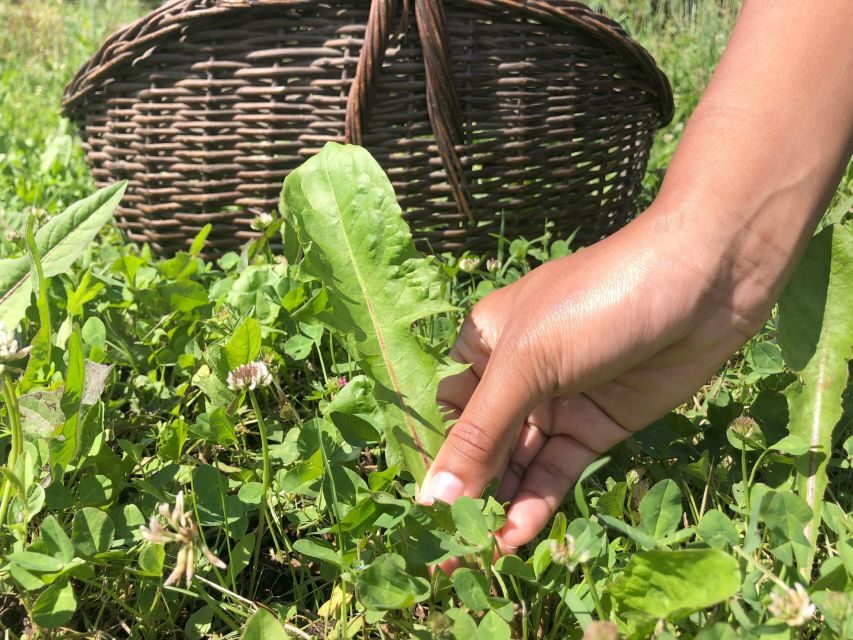 Bologna Forlì: foraging, looking for wild edible herbs