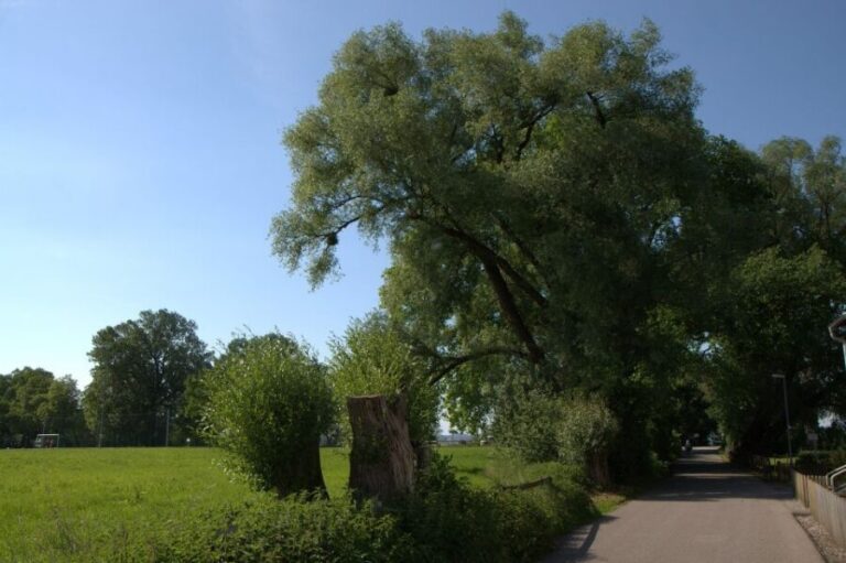 Bregenz - Historic Guided walking tour - What Makes It Valuable