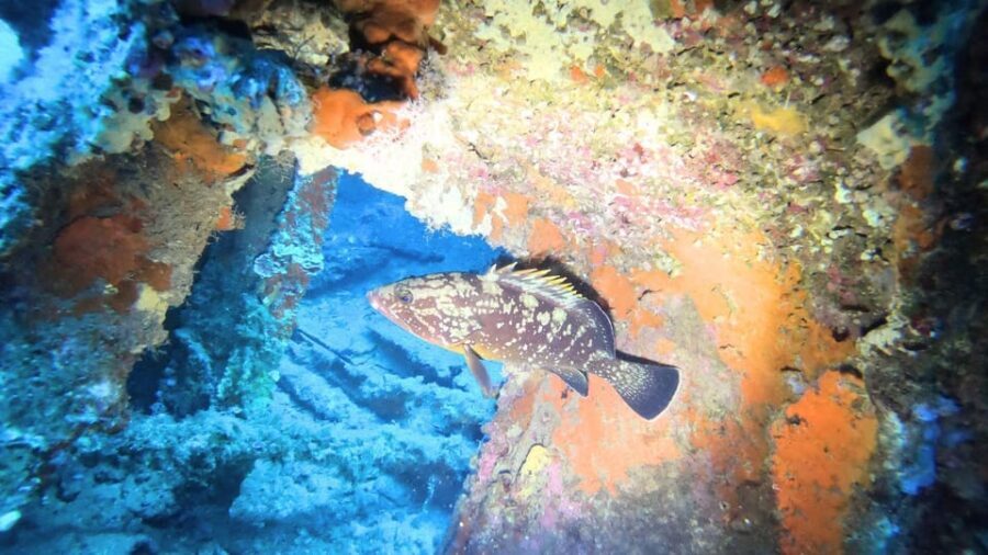 Cagliari: Diving in the Gulf of Angeles