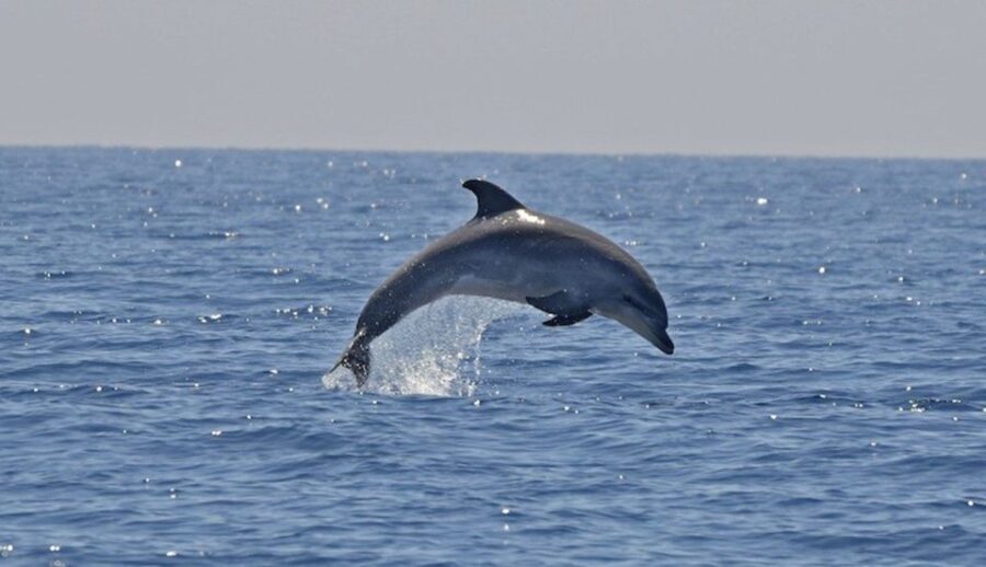 Cagliari: Southwest Chia and Teulada Private Boat Tour - An In-Depth Look at the Experience