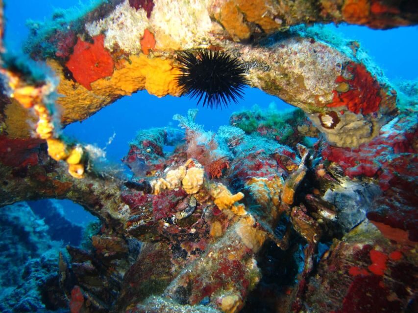 Calvi: PE12 Certificate Diving Lessons with Instructor