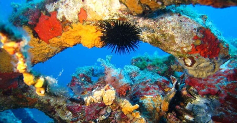Calvi: PE20 Certificate Diving Lessons with Instructor
