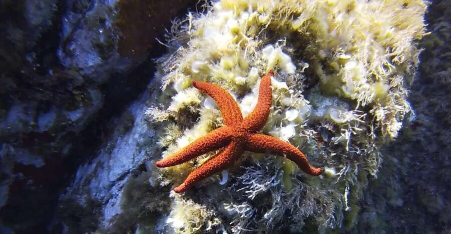 Calvi: Pointe de la Revellata Snorkeling Boat Tour