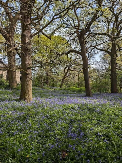 Canterbury: City Nature Tour with Forest Bathing