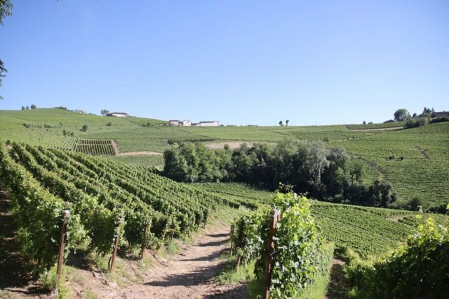 Castagnole delle Lanze: Saffron Walking Tour w/ Wine & Food