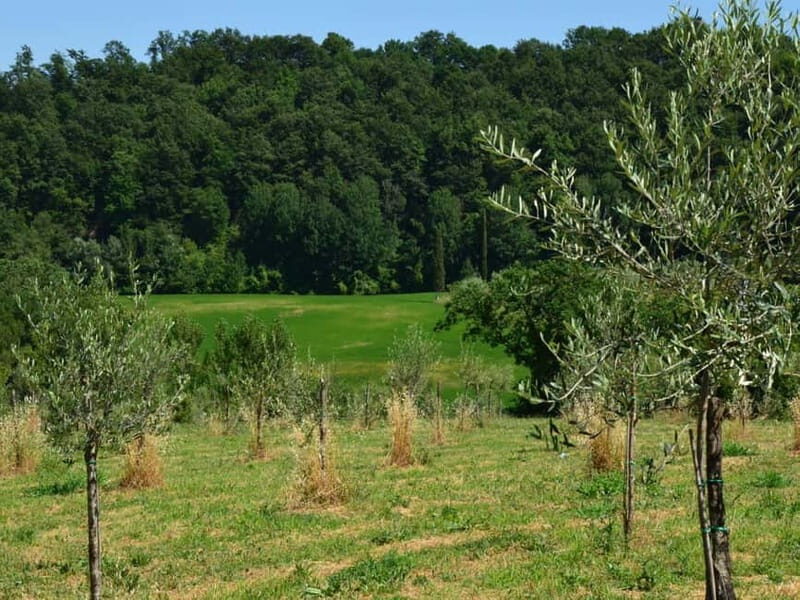 Chianciano: Olive Mill Tour with Oil and Food Tasting