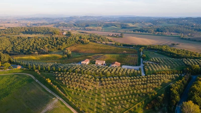 Chianciano Terme: Guided Winery Tour & Wine Tasting