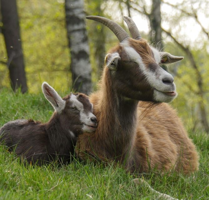 Climb the mountains together with goats - What You Can Expect From the Tour