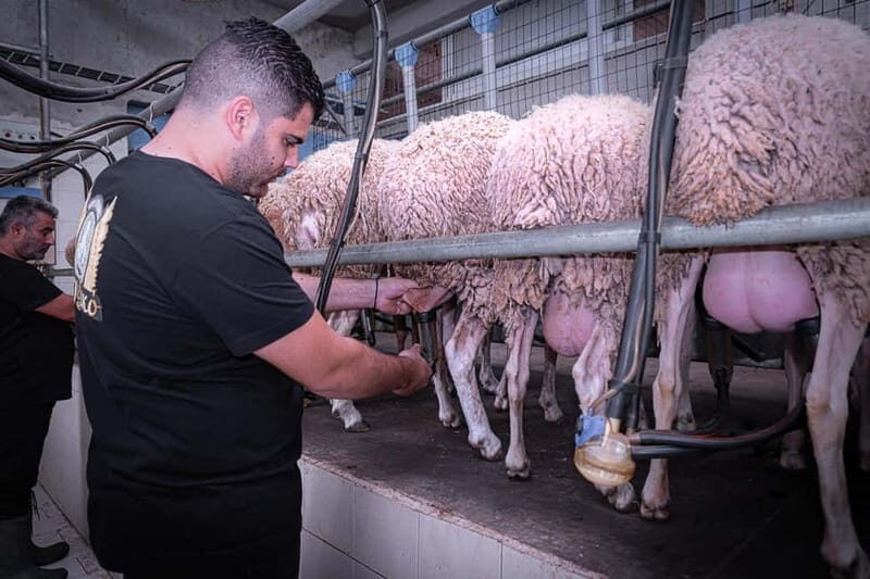 Crete: Farm Visit with Cheese Tasting and Milking Experience