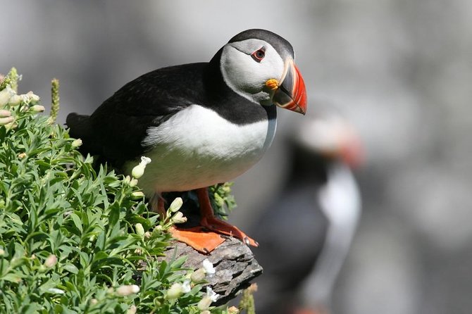 Dingle Boat Tours Wildlife RIB Adventure - A Detailed Look at the Tour