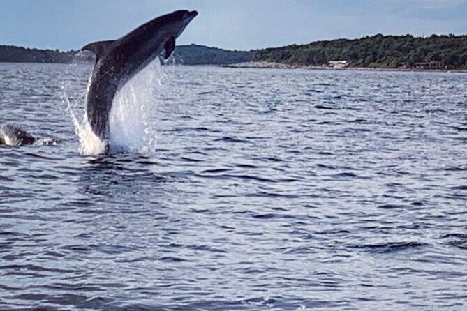 Dolphin Sunrise Adventure with Speedboat