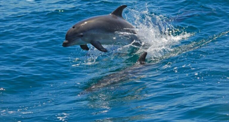 Dolphin Watching in the Wild - Half Day Private Tour - Exploring the Sado River and Marine Life