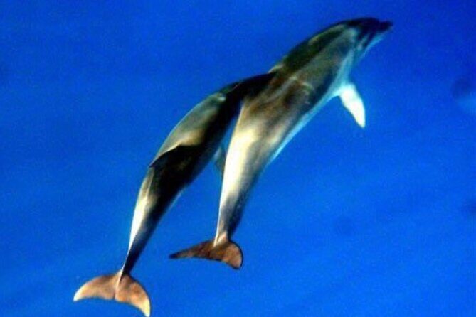 Dolphins Circus tour in Small group