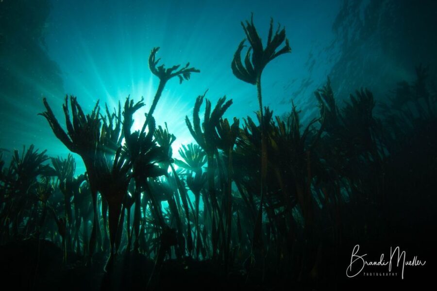 Double Scuba Dive on a Marine Reserve