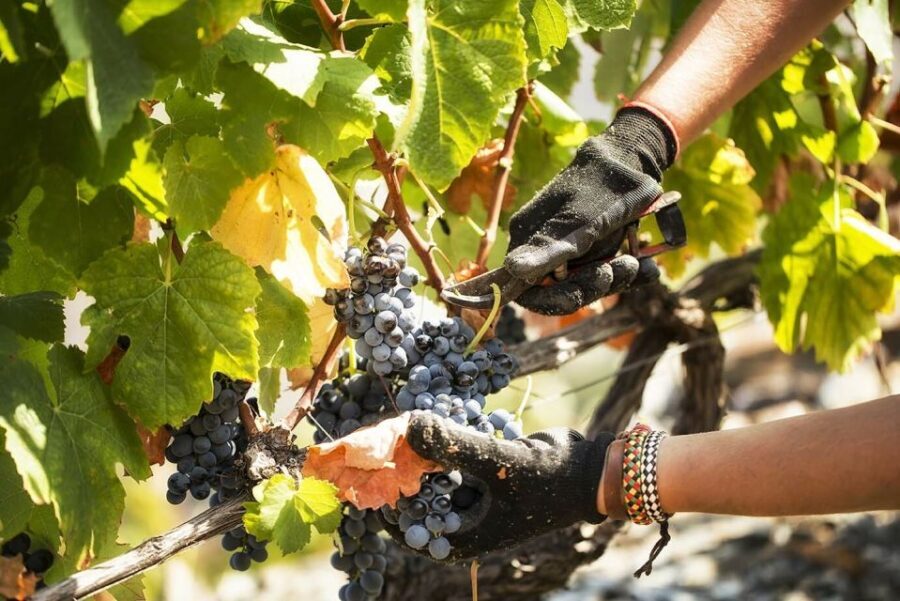 Douro Valley: Quinta de S. Luiz Winery Tour and Tasting